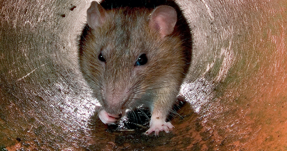 Giv rotten en tokrone og den tager 50.000 kroner - Andelsportal.dk